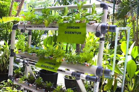 Budidaya Sayuran Hidroponik di Sekolah – Suara Surabaya