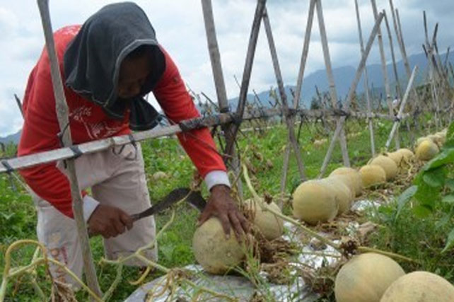 Petani Buah Melon Rugi Akibat Cuaca – Suara Surabaya