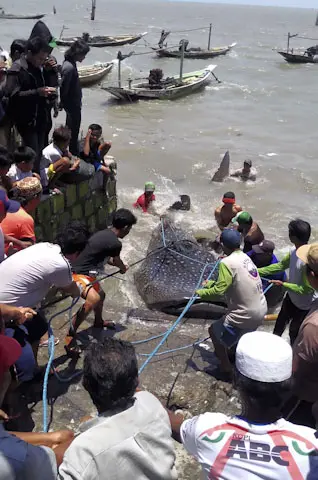Hiu Paus Nyangkut Jaring Nelayan Kenjeran – Suara Surabaya