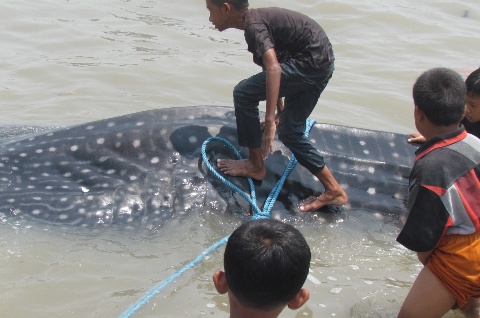 Pemerintah dan Nelayan Berunding Atasi Migrasi Hiu Paus – Suara Surabaya
