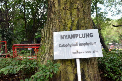 Hari Bumi, Muliakan Pohon Tua dan Langka – Suara Surabaya