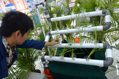 Hidroponik – Suara Surabaya