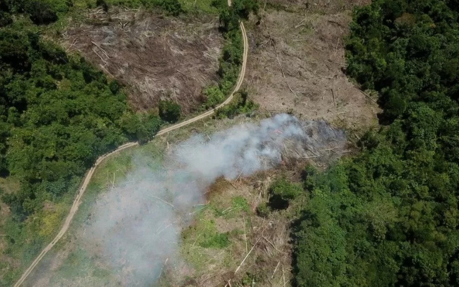 Indonesia Kehilangan Tutupan Hutan 463.400 Hektare dalam Setahun ... Indonesia Kehilangan Tutupan Hutan 463.400 Hektare dalam Setahun ...