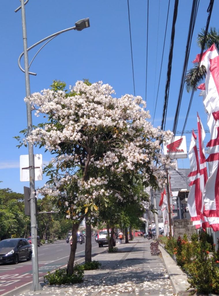 Cantiknya Bunga Tabebuya Bermekaran - Suara Surabaya