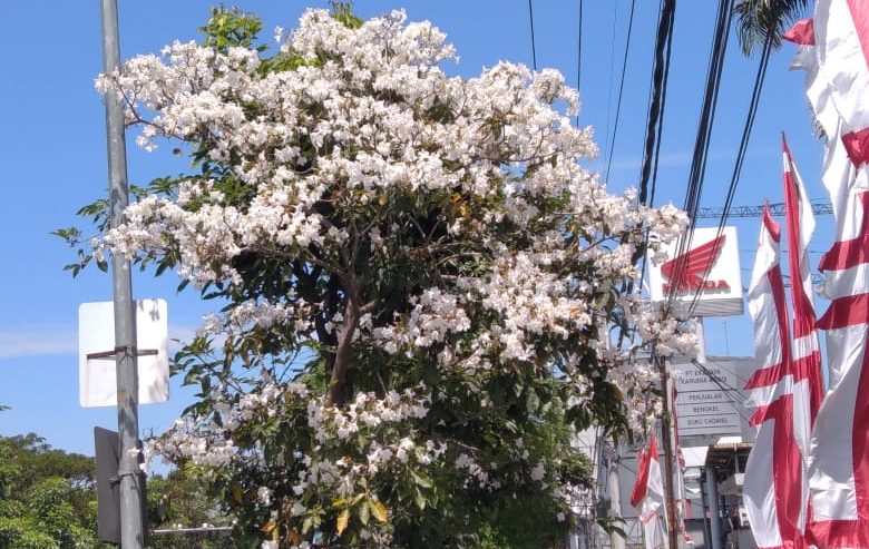 Cantiknya Bunga Tabebuya Bermekaran - Suara Surabaya