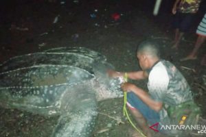 Lima Penyu Raksasa Bertelur di Raja Ampat - Suara Surabaya