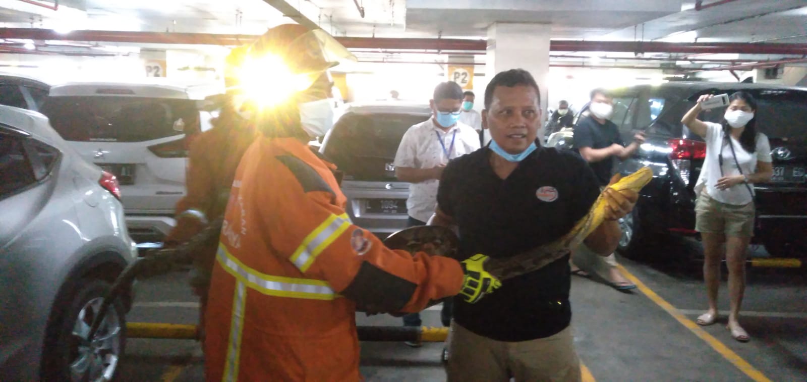 Tim PMK Evakuasi Ular Piton 'Nangkring' di Spakbor Mobil Pengunjung ... Tim PMK Evakuasi Ular Piton 'Nangkring' di Spakbor Mobil Pengunjung ...