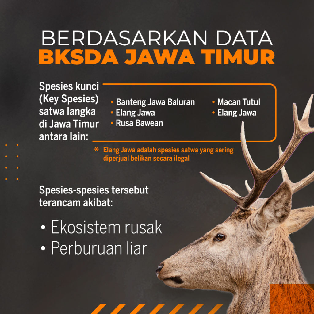 BKSDA Ingatkan Tugas Manusia Lindungi Satwa
