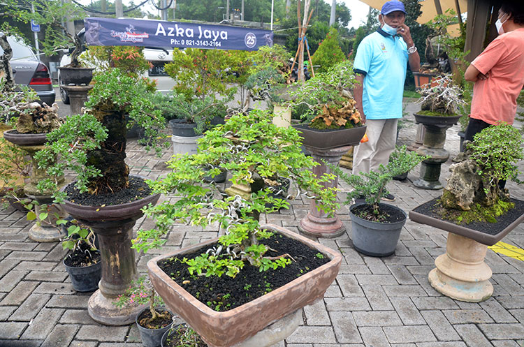 Bonsai Meriahkan Tropical land - suara surabaya