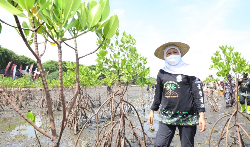 Tanam Mangrove di Pantai Bohay, Khofifah Ajak Dalami Filosofi 'Urip Iku Urup' - Suara Surabaya