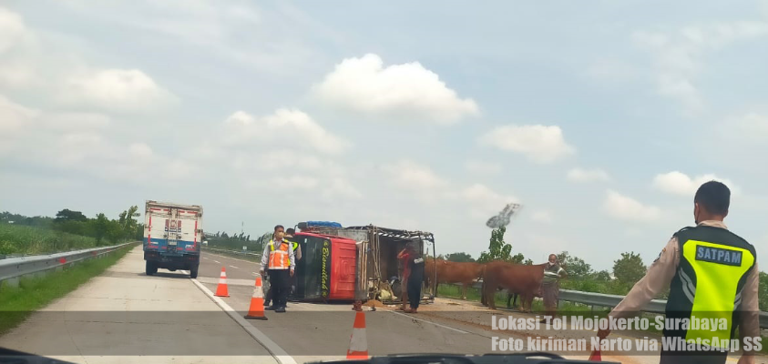 12.48: Truk Muat Sapi Terguling di Tol Mojokerto-Surabaya, Waspadai ...