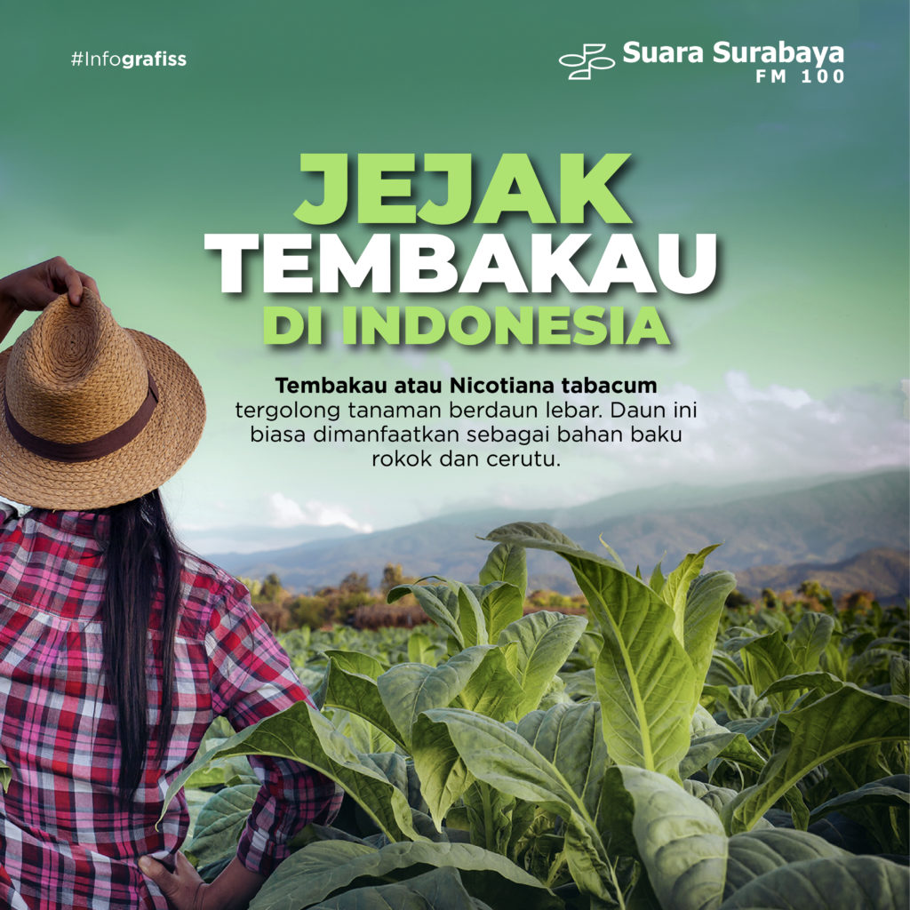 Jejak Tembakau di Indonesia