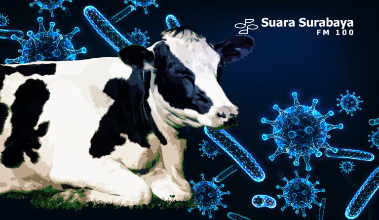 Virus Hewan PMK – Laman 6 – Suara Surabaya