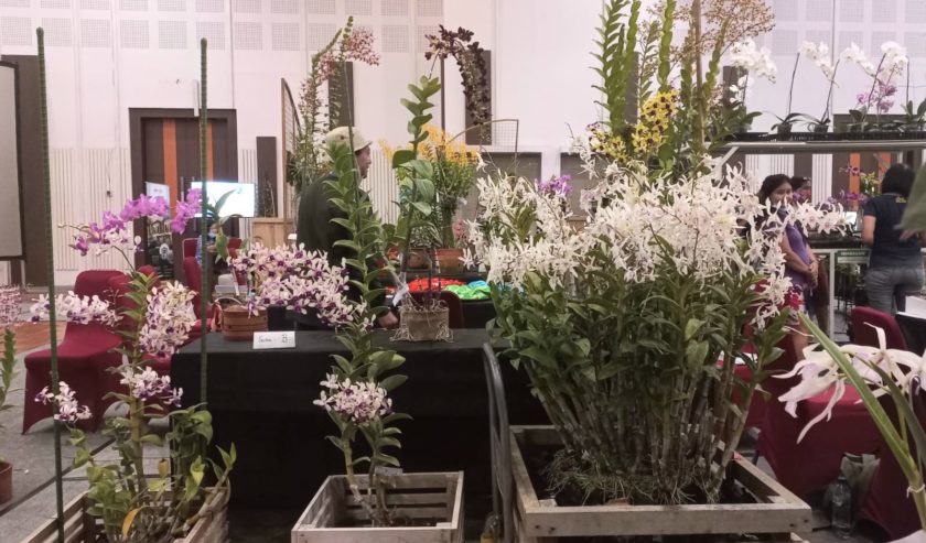 Puluhan Anggrek Mengikuti Kontes di Hall Suara Surabaya Centre - Suara ...