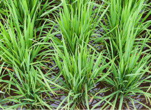 Mudahnya Menanam Serai Wangi dan Peluang yang Menjanjikan - Suara Surabaya