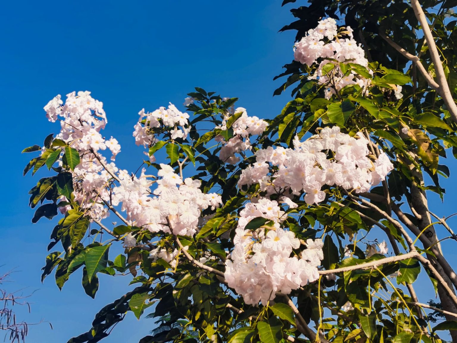 Uniknya Iconic Bunga Tabebuya di Surabaya - Suara Surabaya
