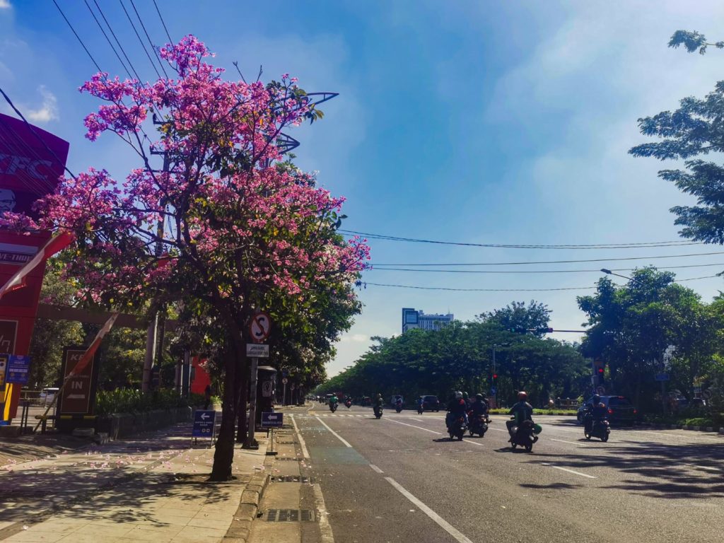 Uniknya Iconic Bunga Tabebuya di Surabaya - Suara Surabaya