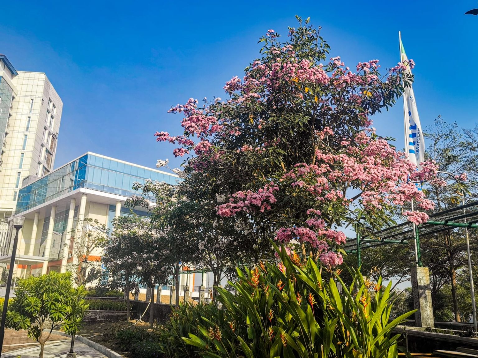 Uniknya Iconic Bunga Tabebuya di Surabaya - Suara Surabaya