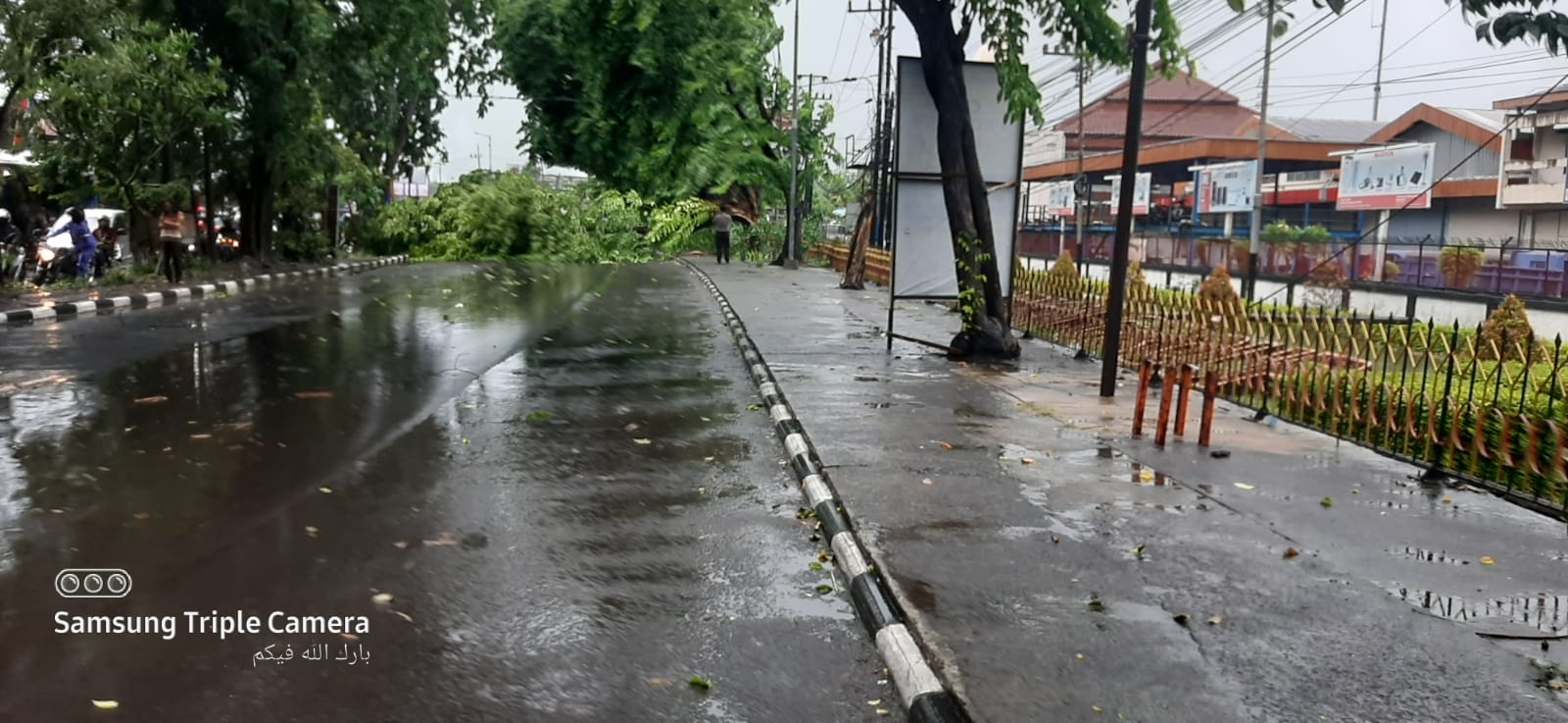 Pohon Tumbang Menutup Jalur Bundaran Aloha