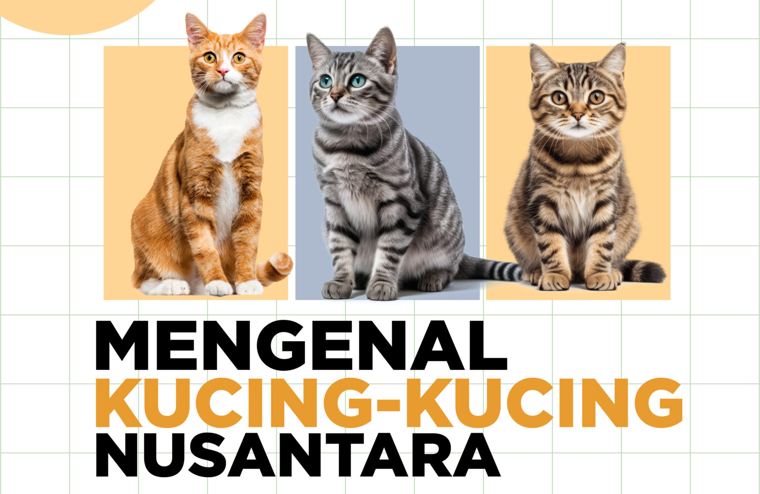 Bobby The Cat Resmi Jadi Penghuni Istana Negara Temani Prabowo Dinas ...