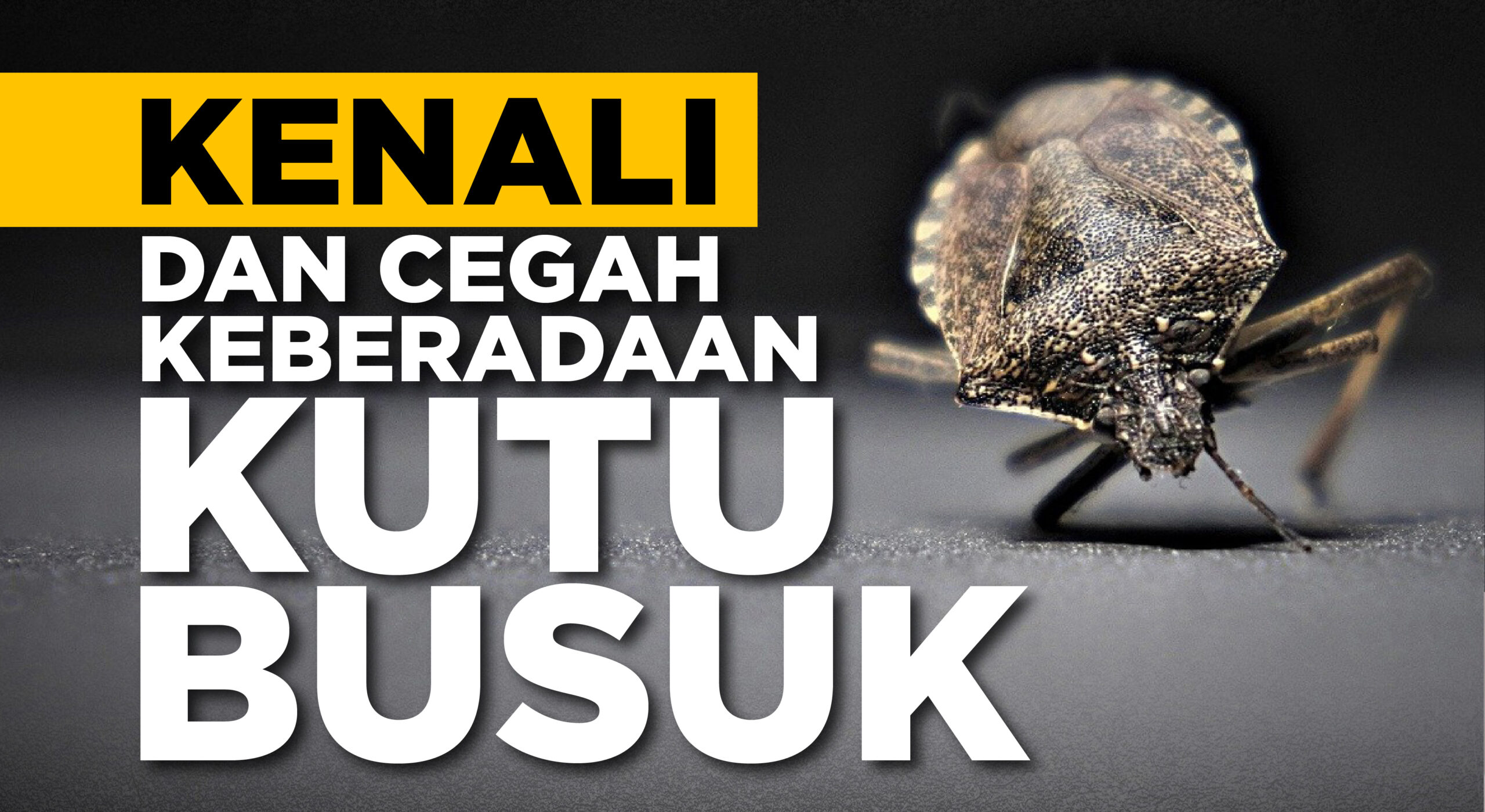 Kenali dan Cegah Keberadaan Kutu Busuk