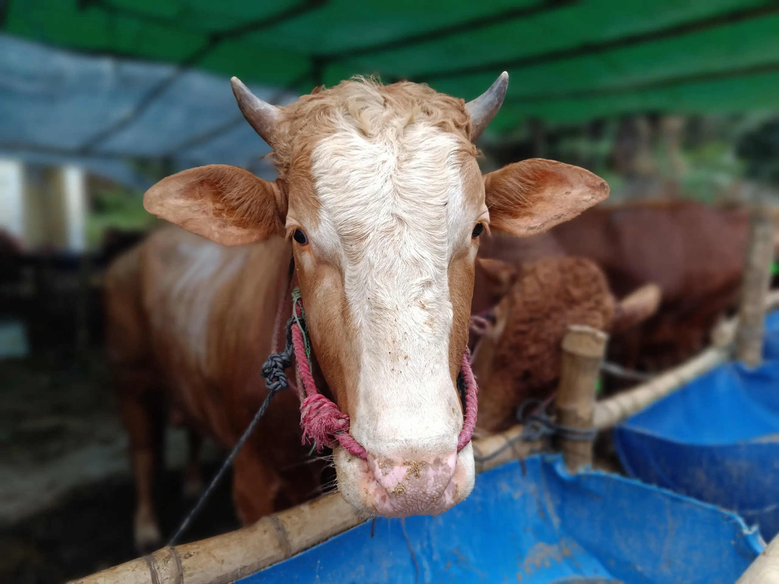 SHELTER – Suara Surabaya