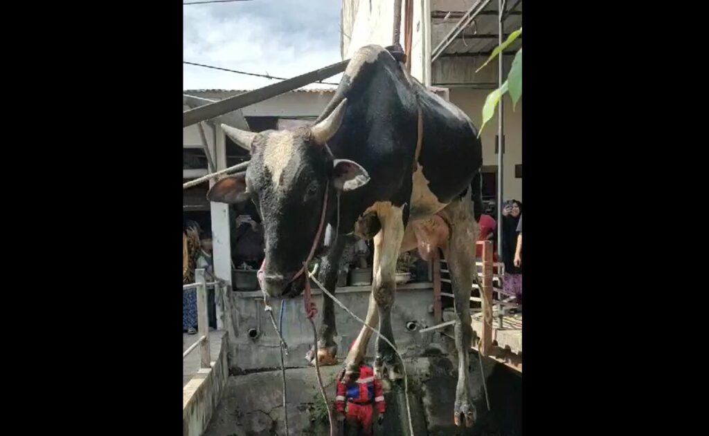 Sapi di Rungkut Surabaya Loncat Ke Sungai karena Kaget Dengar Klakson ...