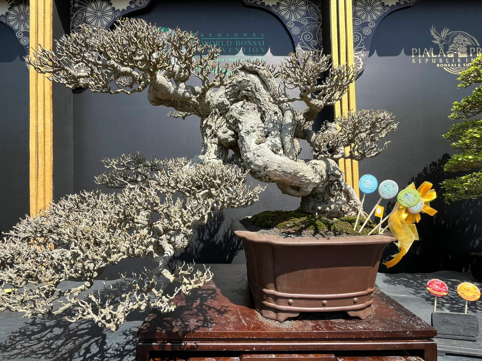 Surabaya Tuan Rumah Pameran Bonsai dan Suiseki Internasional Terbesar ...