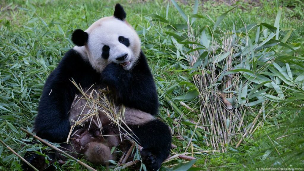 Meng Meng Panda Raksasa Lahirkan Bayi Kembar di Kebun Binatang Berlin ...