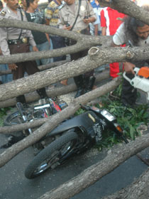 Pohon Sono Jl Kayoon Tumbang Timpa Mobil dan Motor – Suara Surabaya